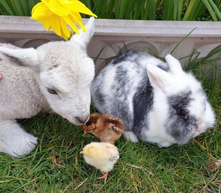 #1 Attraction, Matlock Farm Park Peak District National Park