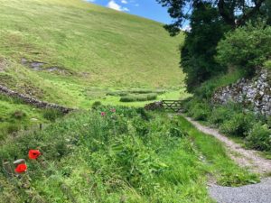 Wetton Mill via the Manifold Way (5 miles) - Lets Go Peak District