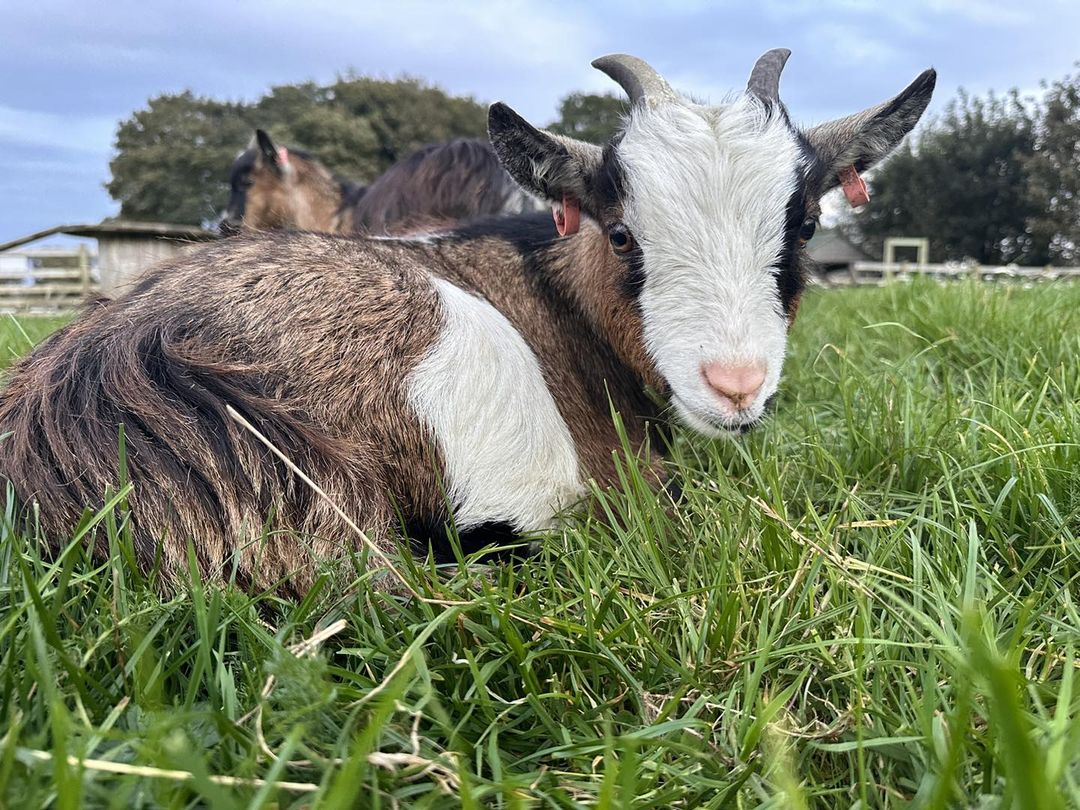 Pomeroy Farm | Fabulous Campsite and Artisan Ice Cream Shop